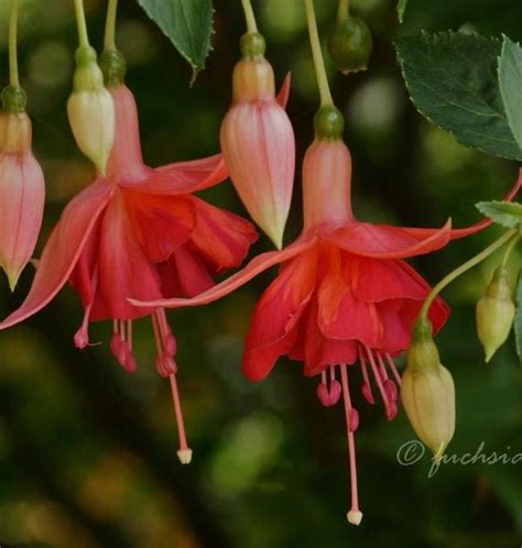 Fuchsia Dancing Flame Fuchsia Of The Week 32014 Fuchsiamania