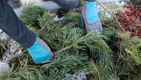 СОВЕТЫ ПРАКТИКА ЧТО НЕ ЗАБЫТЬ СДЕЛАТЬ САДОВОДУ В НОЯБРЕ Ну вот и ноябрь Осталось два месяца до