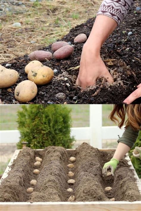 How To Grow Potatoes 5 Steps To A Big Harvest Potato Gardening Planting Potatoes Vegetable
