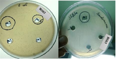 Bacteriocin Activity Of Isolate Bs03 At Ph 3 Against Gram Negative Bacteria Download