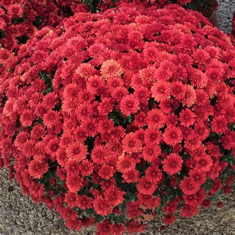 Webtrack Plant Information