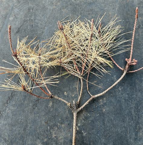 솔껍질깍지벌레 네이버 블로그