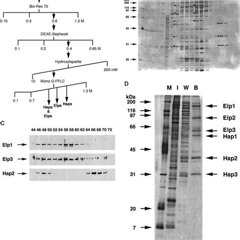 Isolation Of Hap Complexes A Purification Scheme For Hap And Download Scientific Diagram