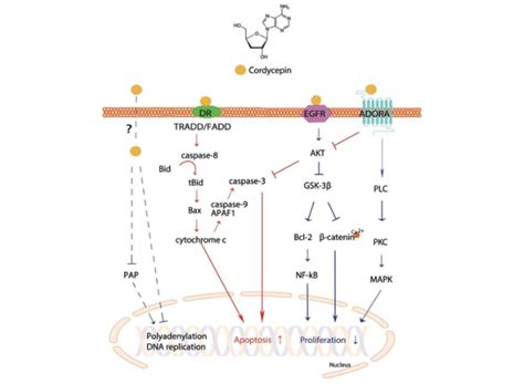 Anticancer Properties Of Cordycepin And Mechanisms Swissisimi