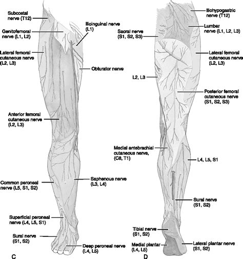 Lower Extremity Nerves