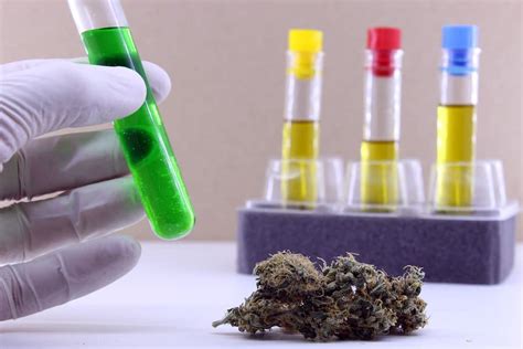 What You Need To Know About Cannabis Lab Testing Allbud