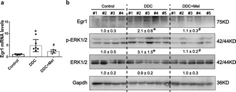 Melatonin Reduced Erkegr1 Signalling Pathway Expression In The Livers