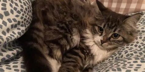 狸花猫和虎斑猫的区别 360新知