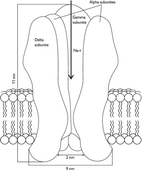 A Schematic Representation Of The Nicotinic Acetylcholine Receptor
