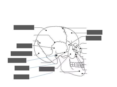 Anatomy Bone Test Pptx