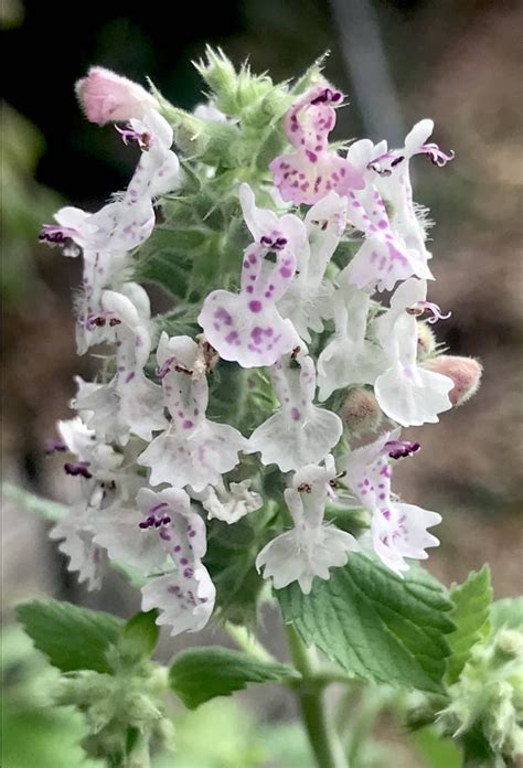 Catnip Gardening
