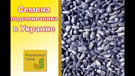Семена Подсолнечника 🌻 Купить в Украине 🌻 от Агроэксперт Трейд Youtube