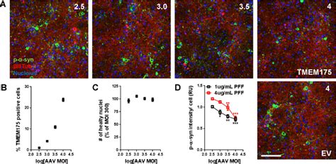 Tmem175 Overexpression Reduces Pff Induced P α Syn Inclusions A