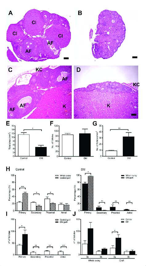 Ovarian Morphology And Follicle Development In Ovarian Tissue Graft