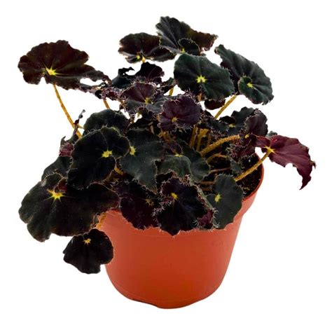 Begonia Dark Mambo Rhizomatous Rhizo In A 6 Inch Black Round Leaves Etsy