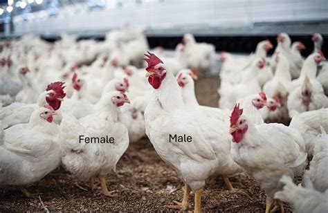 July 2025 Precision Poultry Farming