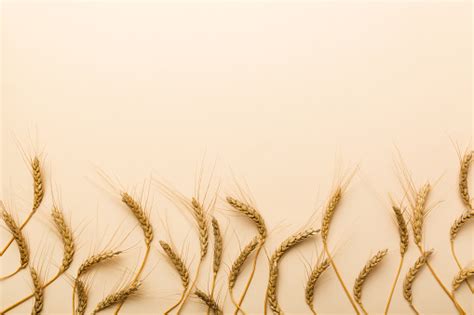 밀 귀 떼가 닫히고 색깔이있는 배경에 씨앗이 있습니다 천연 시리얼 식물 수확 시간 개념 상단보기 복사 공간이있는 평평한 누워