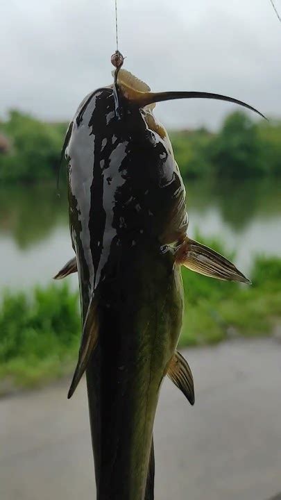Конкурс Викторина Вопрос Загадка Знатокам 😮 Рыбалка с Орешком 🚴 Супер Игра 📸 Прикольно и Смешно