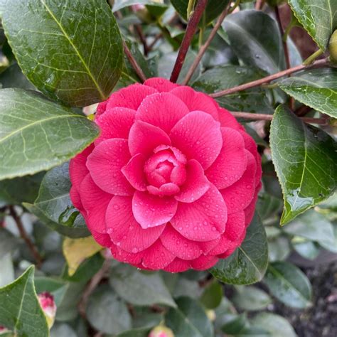 Buy Camellia Japonica Black Lace Architectural Plants
