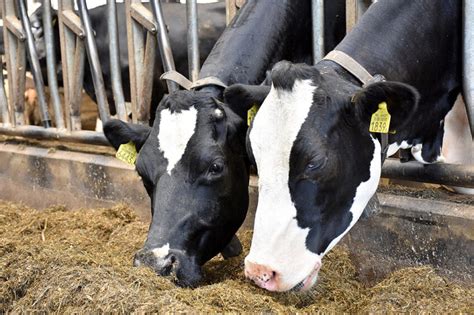 Increasing A Dairy Herds Nitrogen Efficiency Dairy Global
