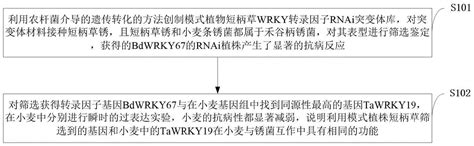 用于小麦抗锈病品种改良的转录因子及其筛选获得方法与流程