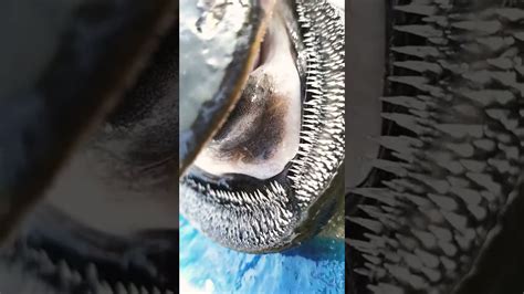 Shorts🦈🦈 Boal Fish🦈🦈 Wallago Attu🦈🦈fish Youtube