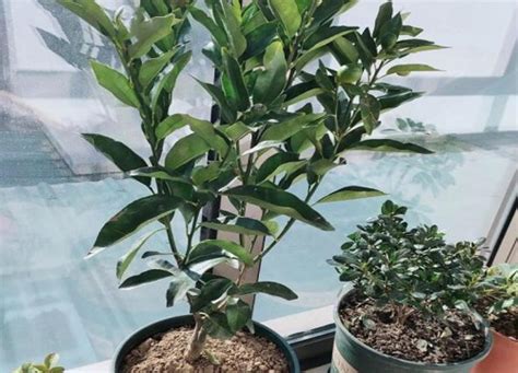 橘子上盆时间与养护方法 植物说