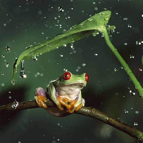 Bing Frog Wallpapers Top Free Bing Frog Backgrounds Wallpaperaccess