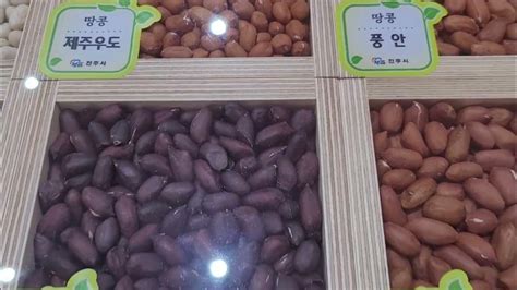 토종종자 4 옥수수 품종 및 종자 미백찰 백옥 찰옥수수 땅콩 통영 Korean Seeds Corn Peanut Youtube