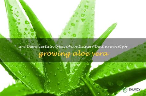 Discover The Ultimate Containers For Growing Aloe Vera Shuncy