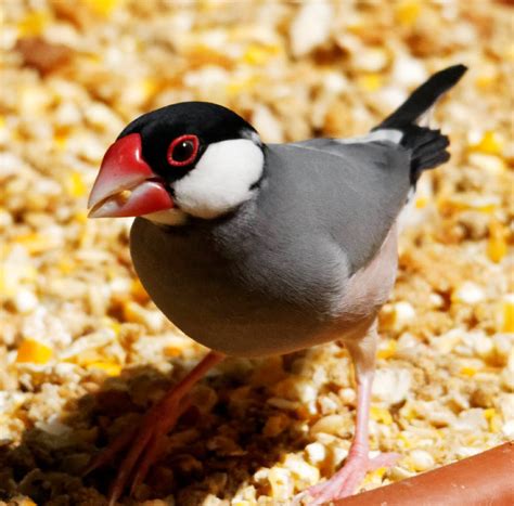 Padda De Java Tropiquarium De Servion