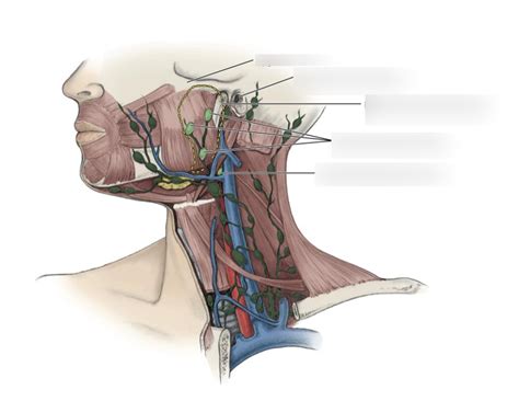 Deep Parotid Lymph Nodes Diagram Quizlet