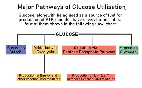 Major Pathways Of Glucose Utilisation Photograph By Kadambari Pathania