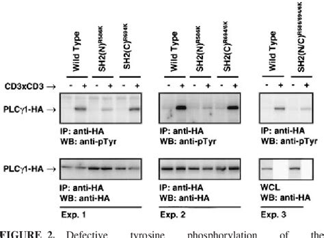 Figure 1 From The Amino Terminal Src Homology 2 Domain Of Phospholipase