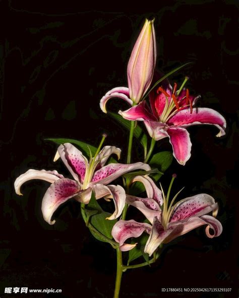 百合花摄影图花草生物世界摄影图库昵图网