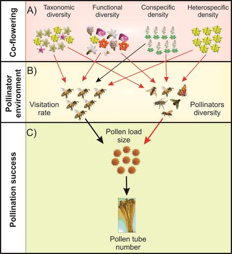 Causal Theoretic Framework For The Effects Of The Co Flowering Download Scientific Diagram