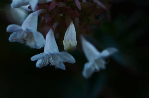 闇夜に舞う。。。！ By 瀬戸のkaze （id：11328243） 写真共有サイトphotohito