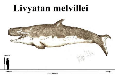 Prehistoric Whale Leviathan