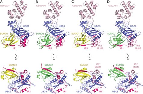 structures of rangap1 sumo ubc9 ranbp2 complexes schematics represent