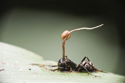 Zombie Ants Revisited Earth Earthsky