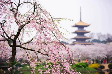 春天去哪赏花？中国30个春季旅行地指南攻略杏花