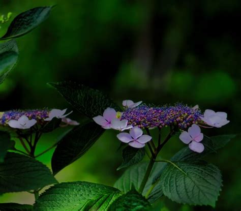 梅雨に咲く花 By Impressions （id：12450344） 写真共有サイトphotohito