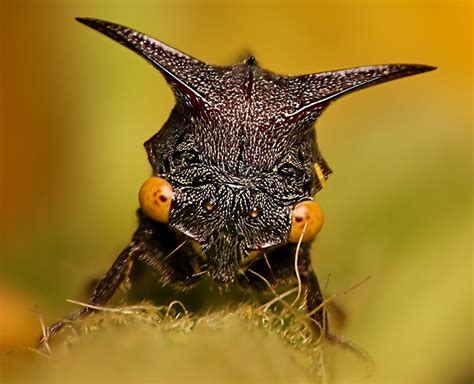 Yogendra Photography Thorn Mimic Treehopper