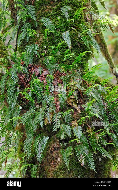 Common Polypody On Tree National Park Berchtesgaden Bavaria Germany
