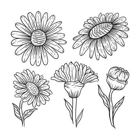 손으로 그린 데이지 개요 그림 프리미엄 벡터