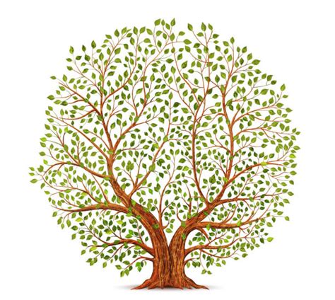 29500 Dibujo Arbol Con Raices Fotografías De Stock Fotos E Imágenes