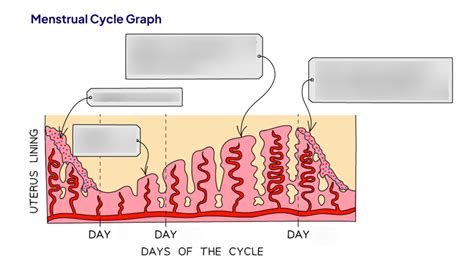 Diagram Of Menstrual Cycle Graph Quizlet