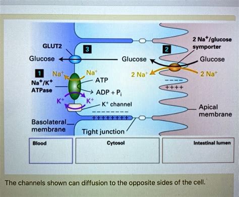 Na Iglucose Symporter Glucose Glut2 Glucose Glucose Nam Na K Atpase