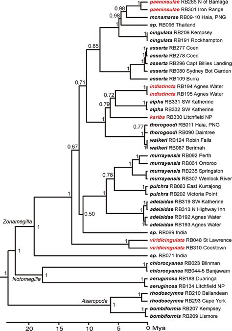 Baysian Molecular Phylogenetic Consensus Tree Of Combined Co1 Download Scientific Diagram