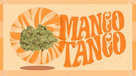 Grdnwrks Mango Tango Cannabis Strain Review Potency And Flavor